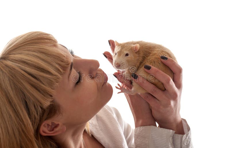 Domestic red rat stock image. Image of hair, portrait - 33794525
