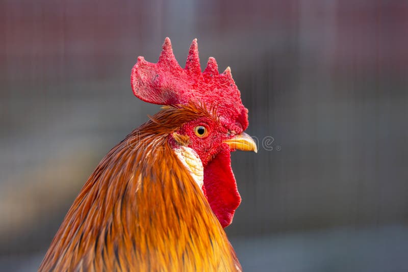 Domestic Rooster in the Farm Stock Photo - Image of background, brown ...