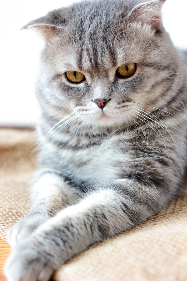 Domestic scottish cat stock image. Image of fold, calm - 95130097