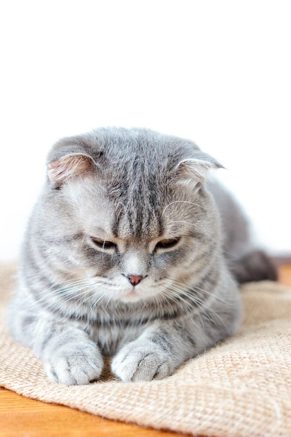 Domestic scottish cat stock photo. Image of fold, playful - 95207134