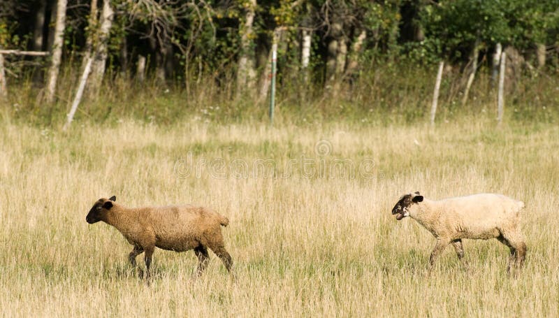 Domestic Sheep stock photo. Image of farming, white, running - 10667298
