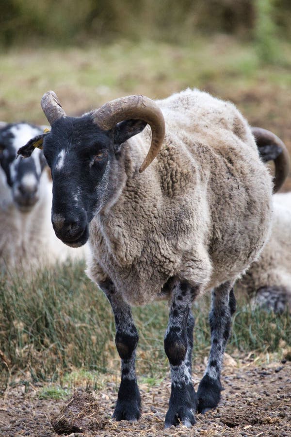 Domestic Sheep with Black-faced on a Farm,vertical Shot Stock Image ...