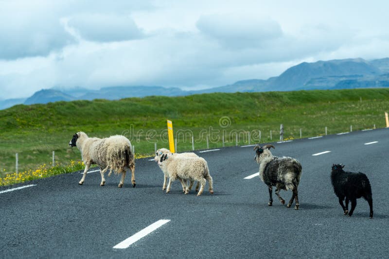 Domestic Sheep Cross a Road in Iceland Stock Image - Image of scene ...