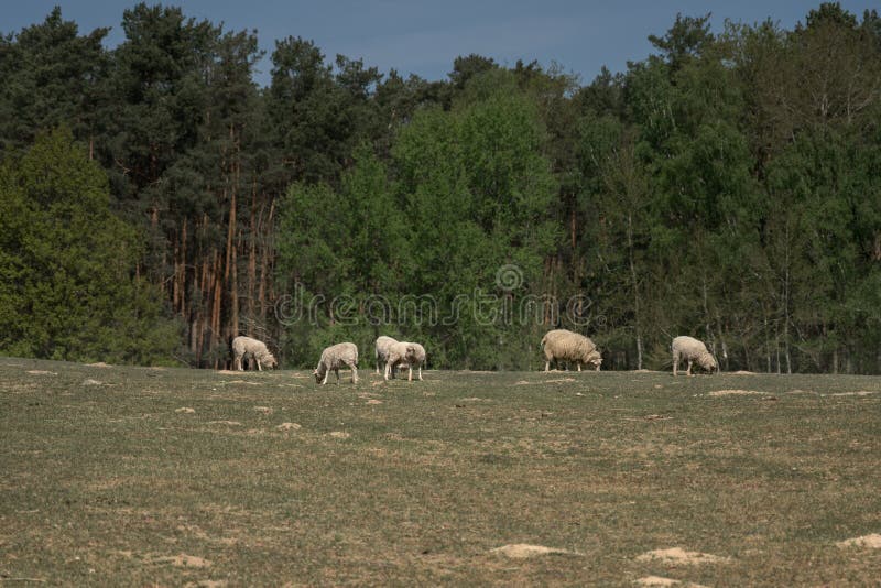 Domestic Sheep on a Farm Field Stock Photo - Image of farming, lamb ...