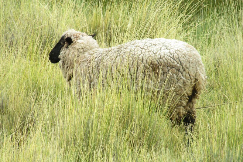 Domestic sheep stock image. Image of fluffy, fleece, field - 93588229