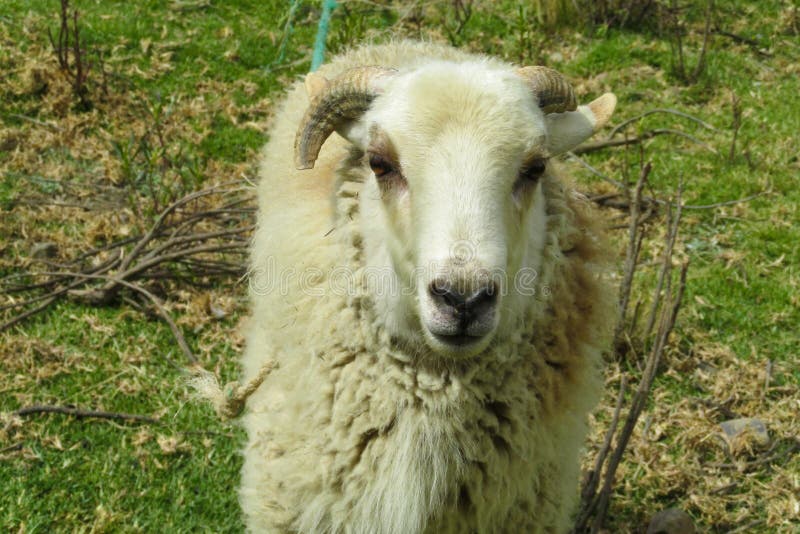 Domestic sheep stock photo. Image of farmland, agriculture - 93588240