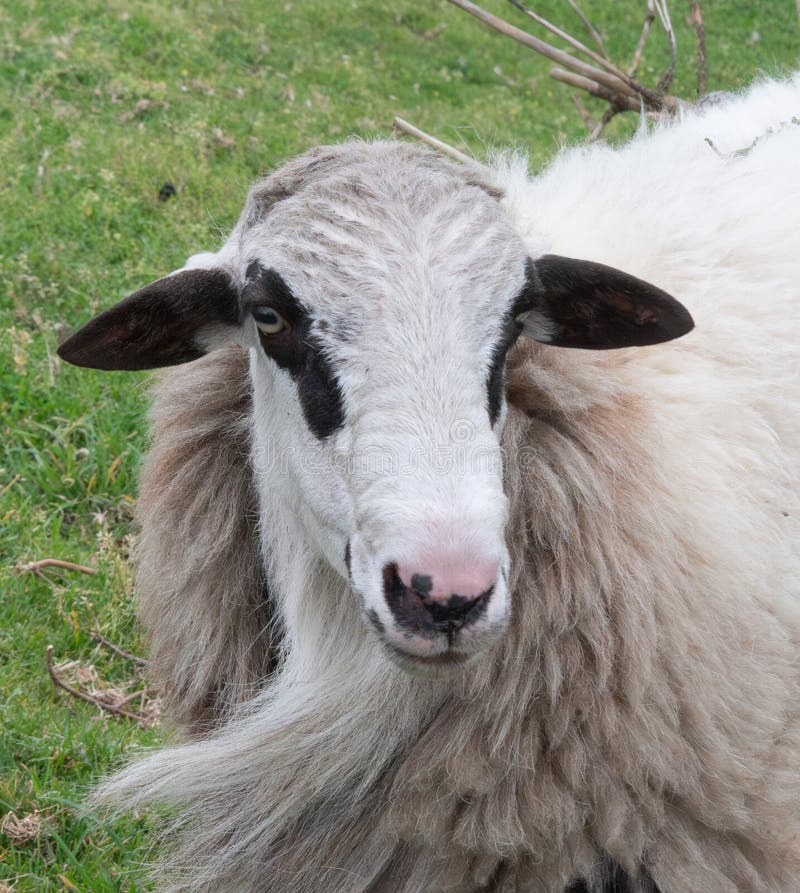 29,231 Sheep Head Stock Photos - Free & Royalty-Free Stock Photos from ...