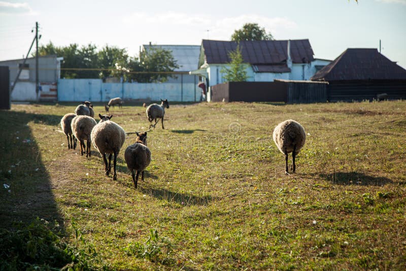 Domestic Sheep in the Village Stock Photo - Image of field, farm: 185686602