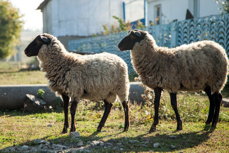 Domestic Sheep in the Village Stock Image - Image of pasture, herd ...