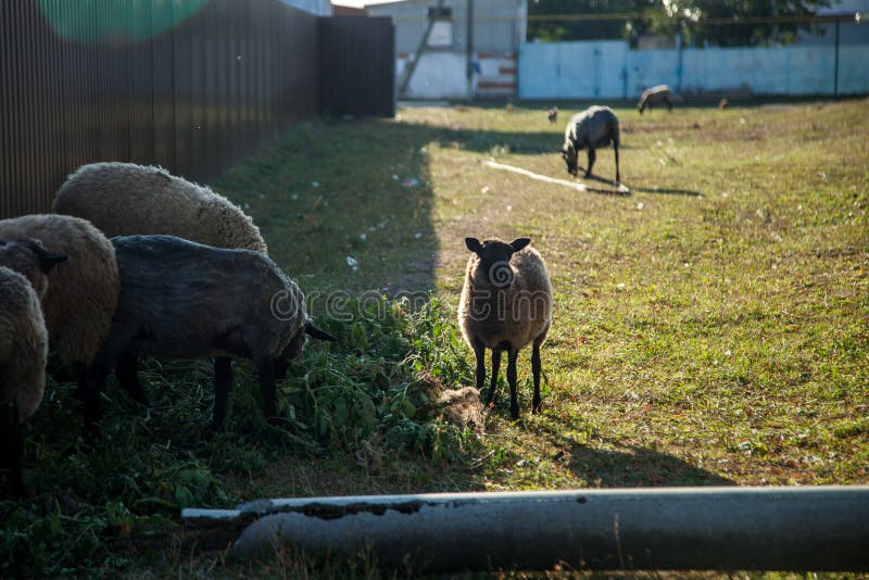 Domestic Sheep in the Village Stock Photo - Image of field, farm: 185686602