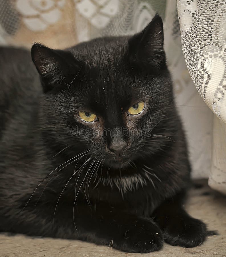 Sleek black cat lies stock photo. Image of adoption - 181424010