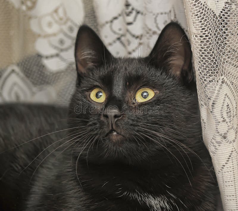 Sleek black cat lies stock image. Image of animal, gata - 181424075