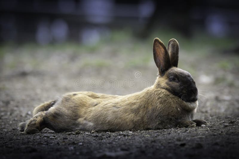 Domestic small cute rabbit stock photo. Image of sitting - 380857178