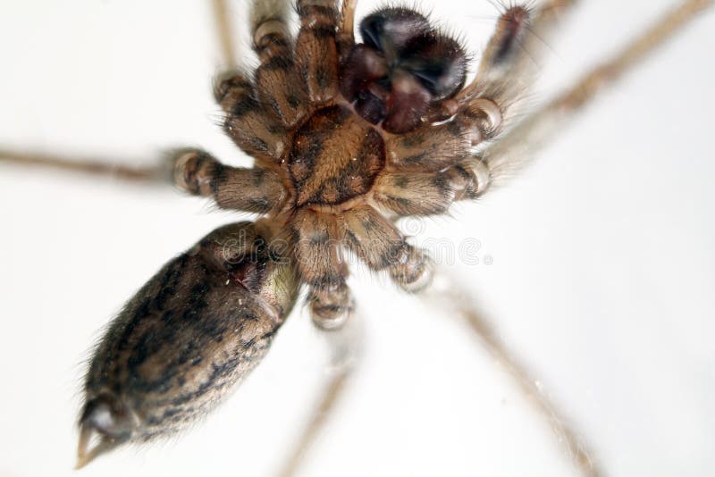 House Spider stock image. Image of monster, legs, white - 23187381