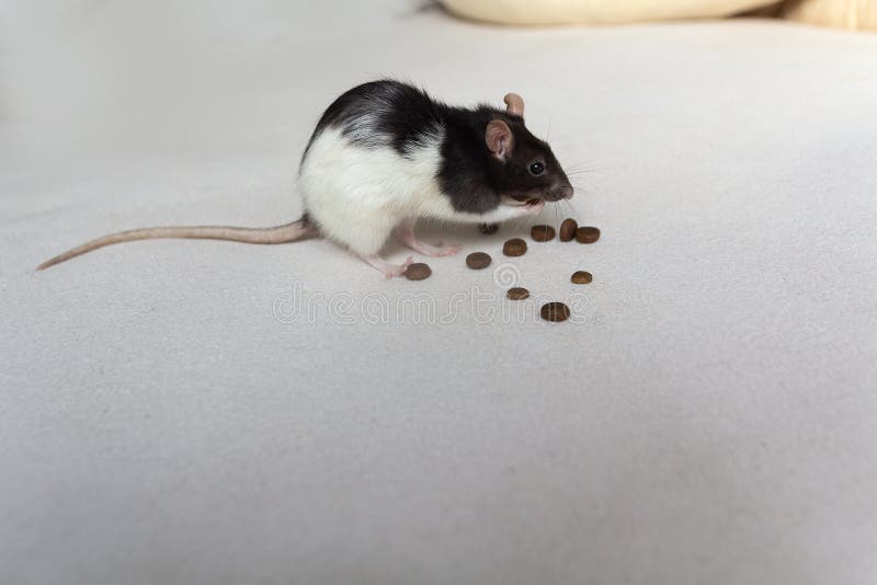 Domestic Thoroughbred Rat Eats Food Stock Photo - Image of pest ...