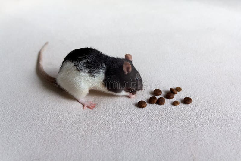 Domestic Thoroughbred Rat Eats Food Stock Image - Image of wild ...