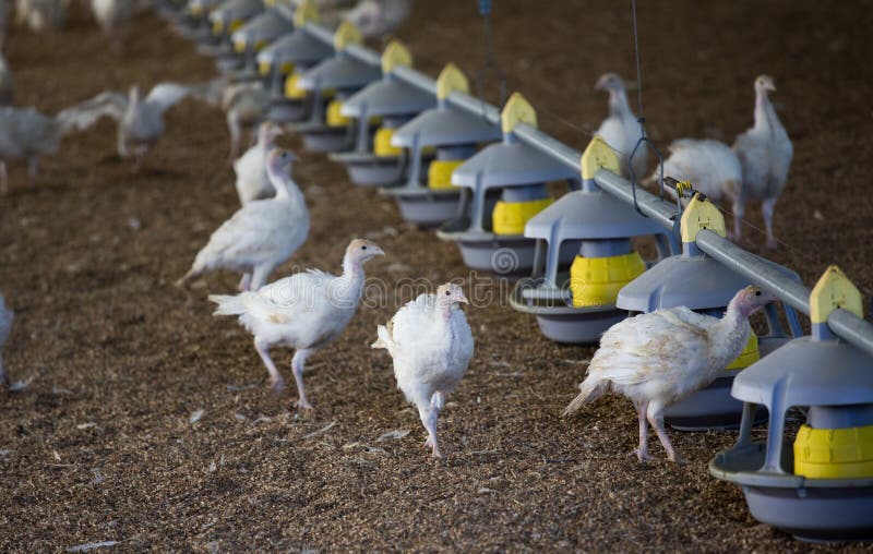 Turkey indoor farm stock photo. Image of indoor, plumage - 159149740