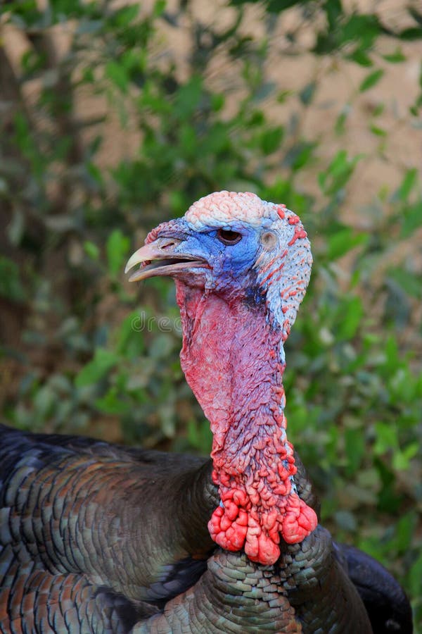 Domestic Turkey (Meleagris) Stock Photo - Image of domestic, poultry ...