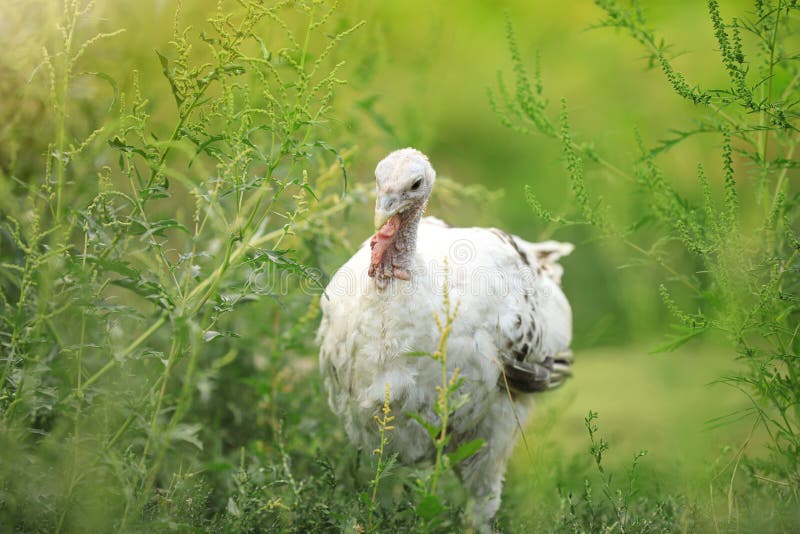 Domestic Turkey with White Feathers Outdoors Stock Image - Image of ...