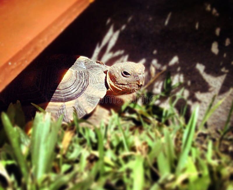 Domestic turtle. Pet stock image. Image of turtle, animal - 92152151