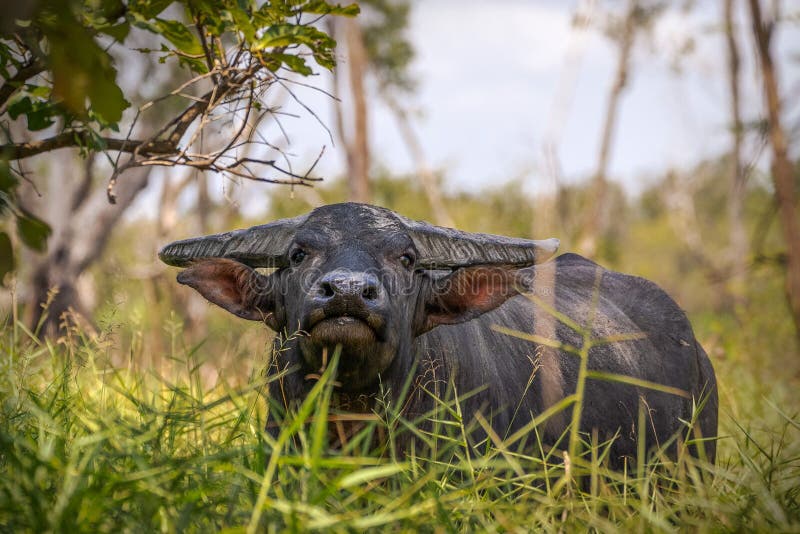 Domestic Water Buffalo (Bubalus Bubalis) in a Natural Setting with ...
