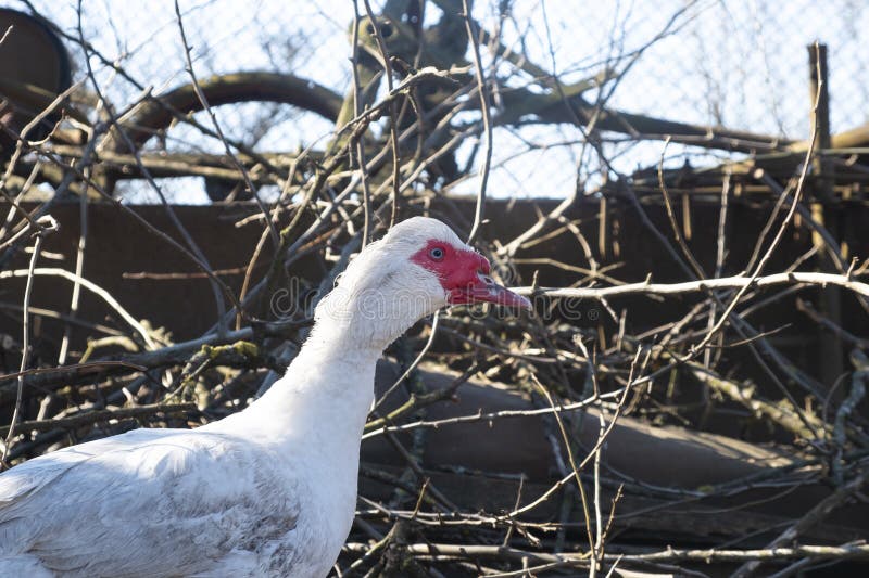 Domestic White Bird Hybrid Duck and Turkey Stock Image - Image of ...