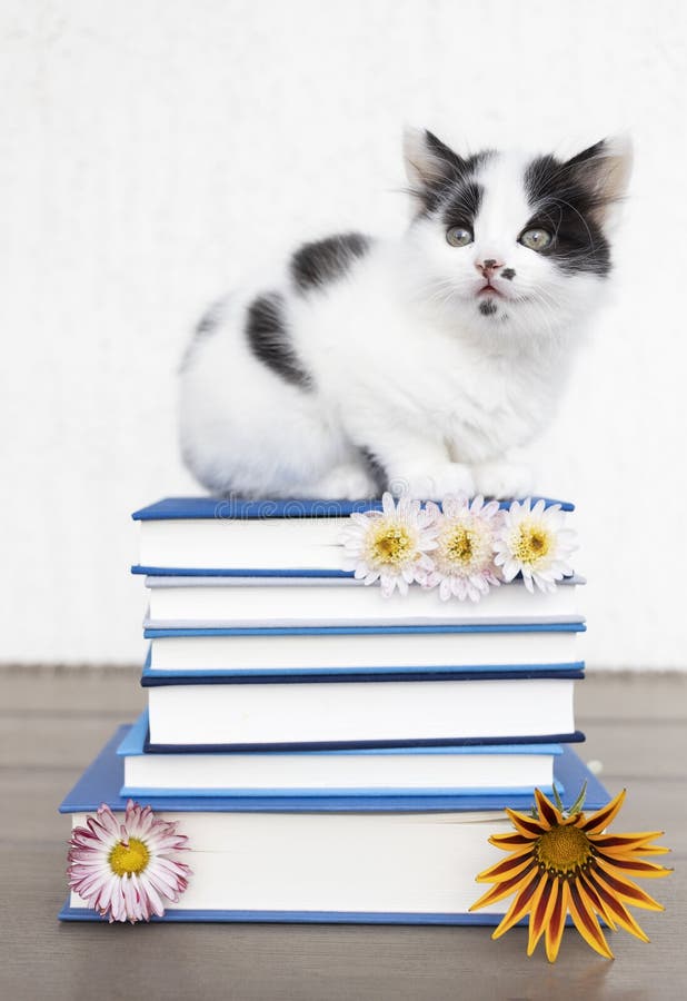 Domestic White and Black Kitten Sits on a Stack of Books Stock Image ...