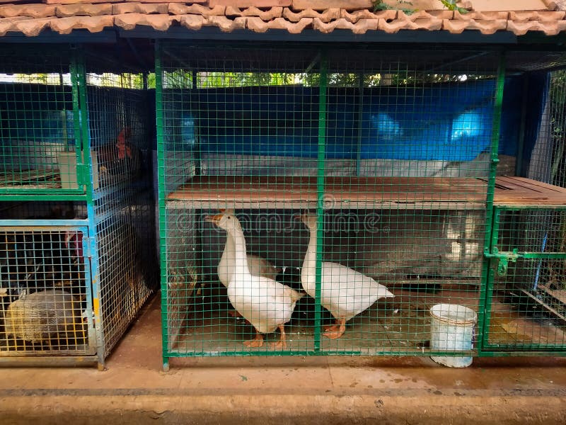 Domestic White Colored Ducks in Cage Stock Photo - Image of wing, asia ...