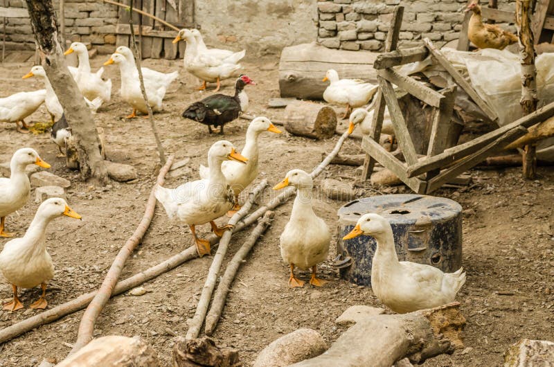 Domestic White Ducks on a Farm Stock Image - Image of meat, goose ...