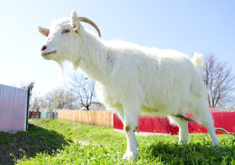 Domestic White Goat in Front of Rural Area Stock Photo - Image of furry ...