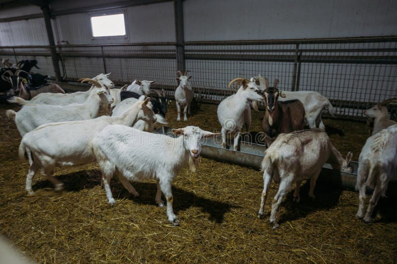 Domestic White Goats in the Dairy Farm Stock Image - Image of country ...