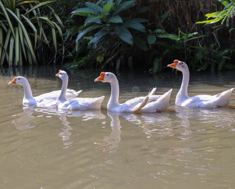 Domestic White Goose in Pond Stock Photo - Image of bird, water: 89431030