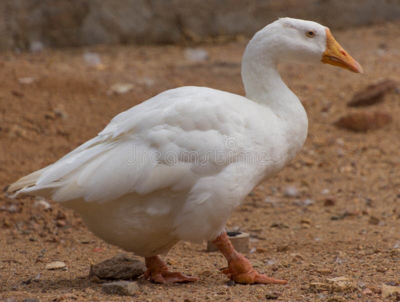 Domestic White Indian Goose Stock Image - Image of togetherness, goose ...