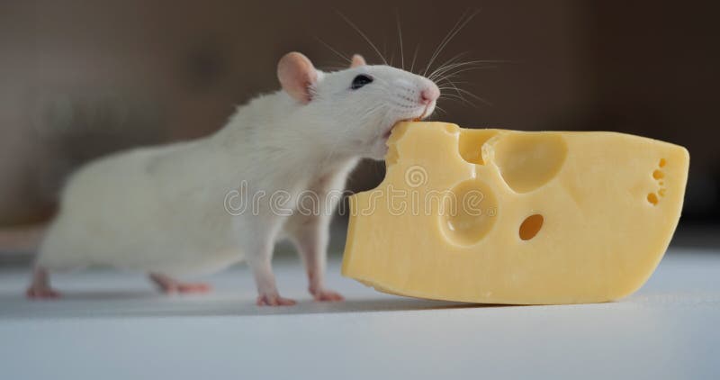 Domestic White Rat Eating Cheese Stock Photo - Image of macro, furry ...