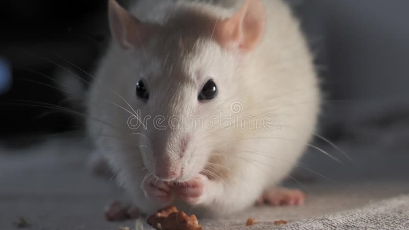 Domestic White Rat Eating the Seeds Stock Footage - Video of food ...