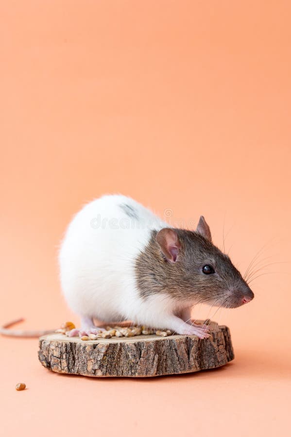 2,999 Pink Rat Stock Photos - Free & Royalty-Free Stock Photos from ...