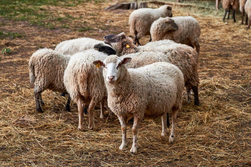 Domestic white sheep stock image. Image of livestock - 178045295
