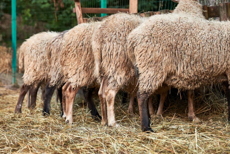 Domestic white sheep stock image. Image of countryside - 178045769