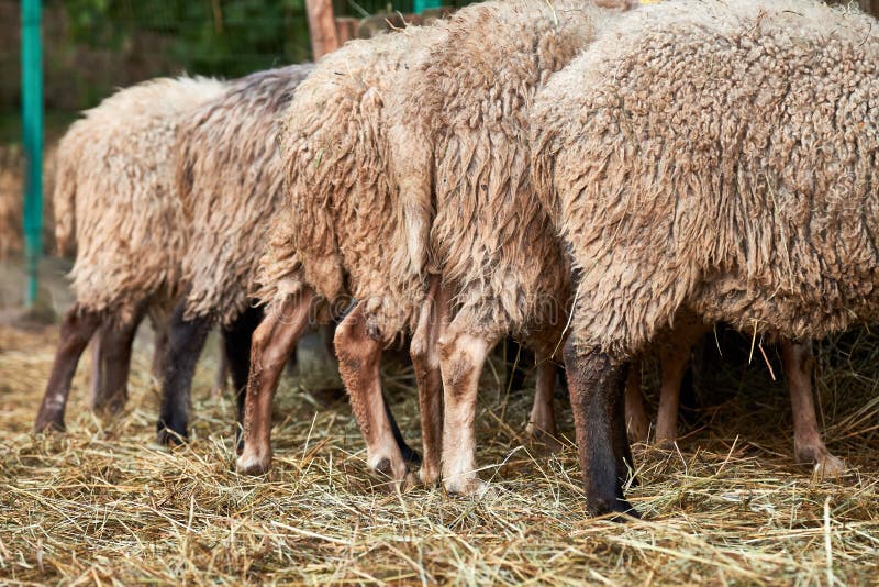 Domestic white sheep stock photo. Image of countryside - 178046056