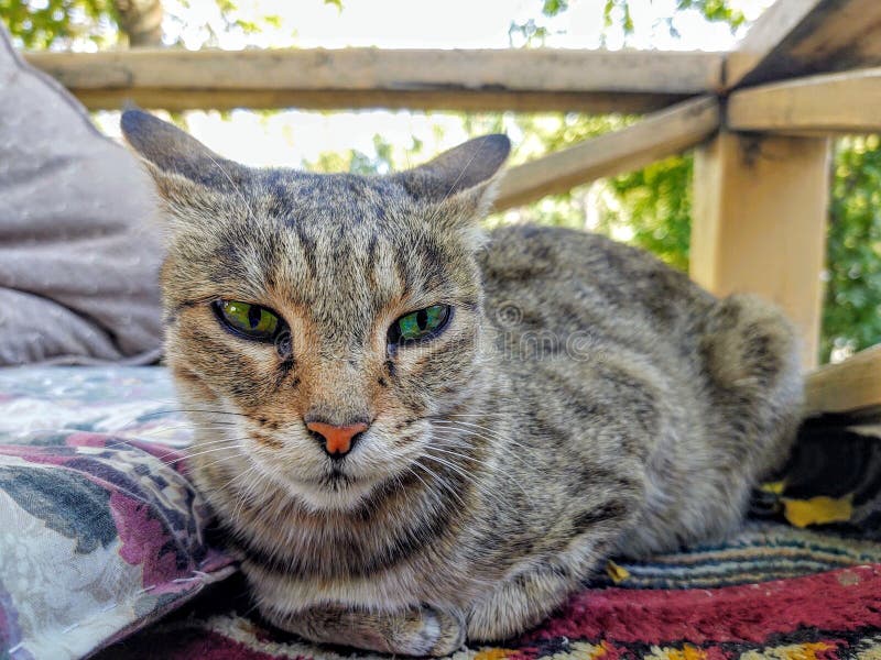 Domestic Wild Cat with Beautiful Eyes Stock Image - Image of wildcat ...