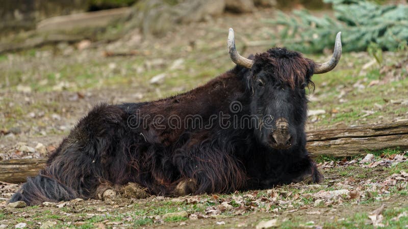 Domestic Yak stock photo. Image of grass, nature, group - 269687190