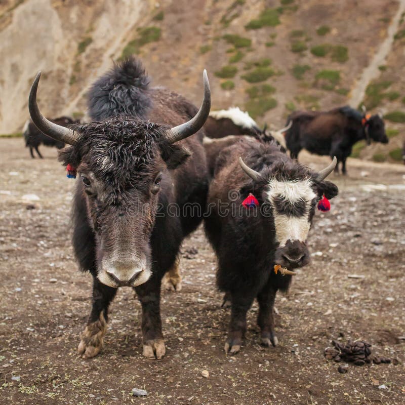 Domestic yak in Nepal stock photo. Image of horned, tibet - 80528706