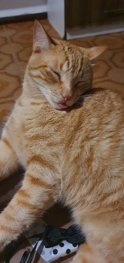 Domestic yellow cat stock image. Image of yellow, skin - 257042373