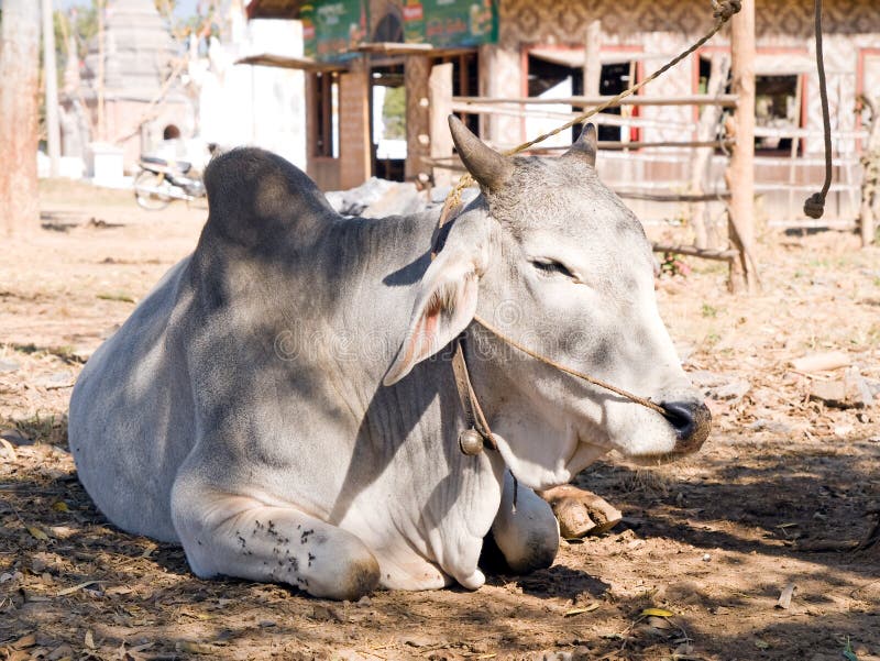 Zebu cow portrait stock photo. Image of cattle, indicus - 5323464