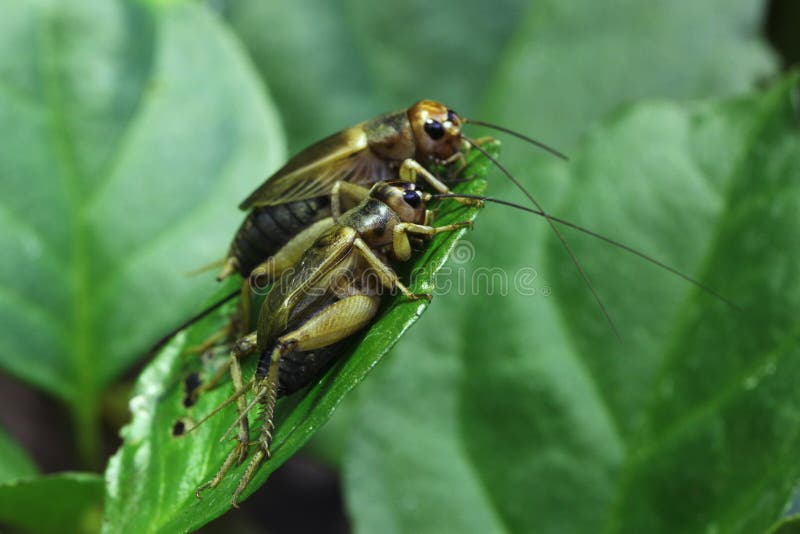 Grilo De Casa (domestica Do Acheta) Foto de Stock - Imagem de wildlife ...