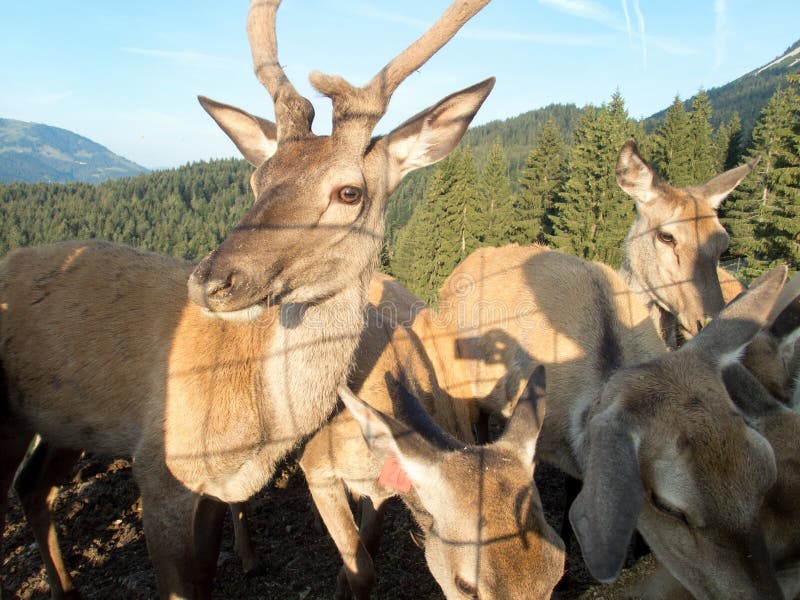 Domesticated Deer on a Farm in the Alps Stock Image - Image of foliage ...