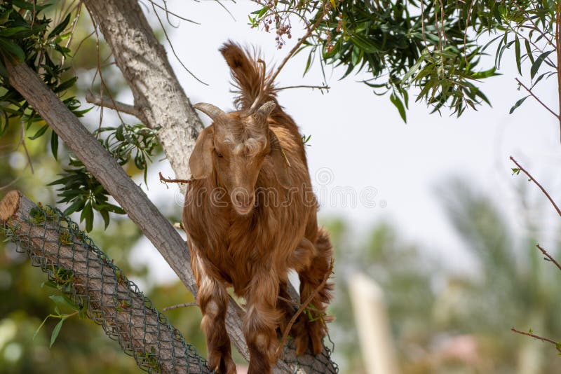 A Domesticated Goat Capra Aegagrus Hircus in a Tree Stock Photo - Image ...