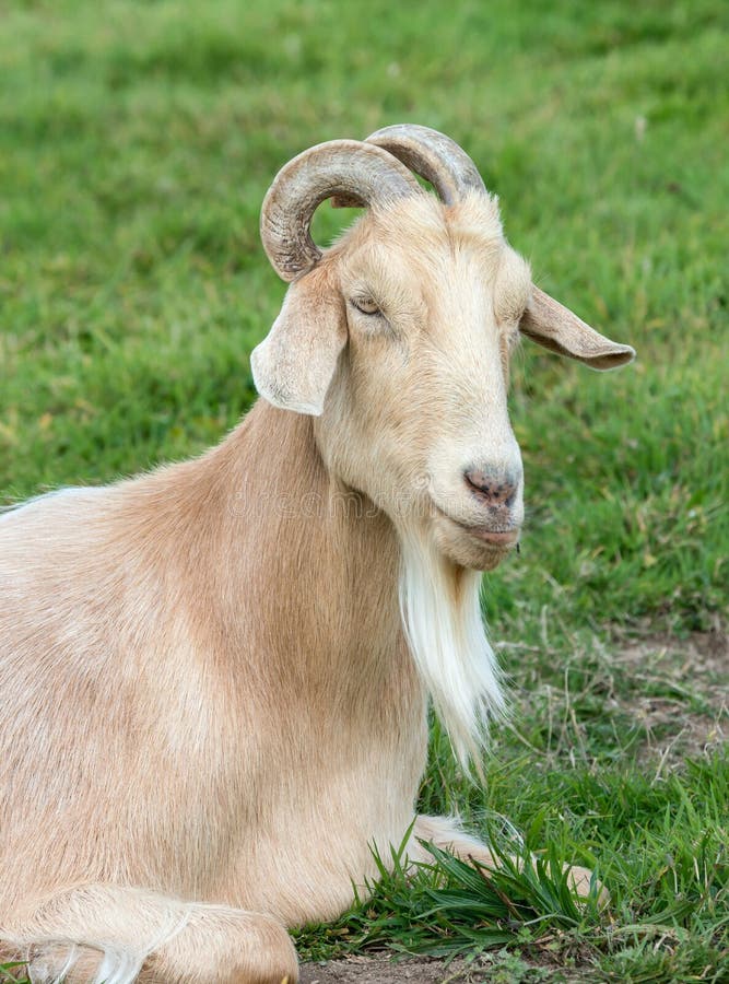 Domesticated Goat stock photo. Image of white, close - 44593350