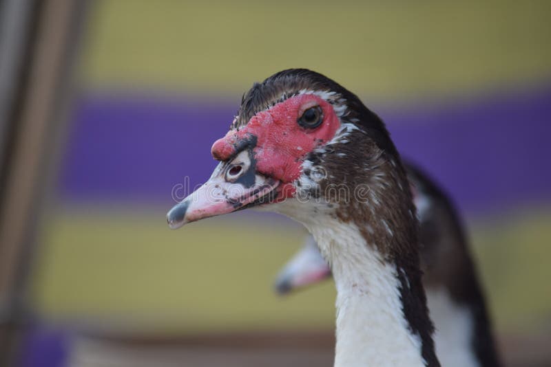 Domesticated Goose Head Closeup View with Blue and Yellow Blurred ...