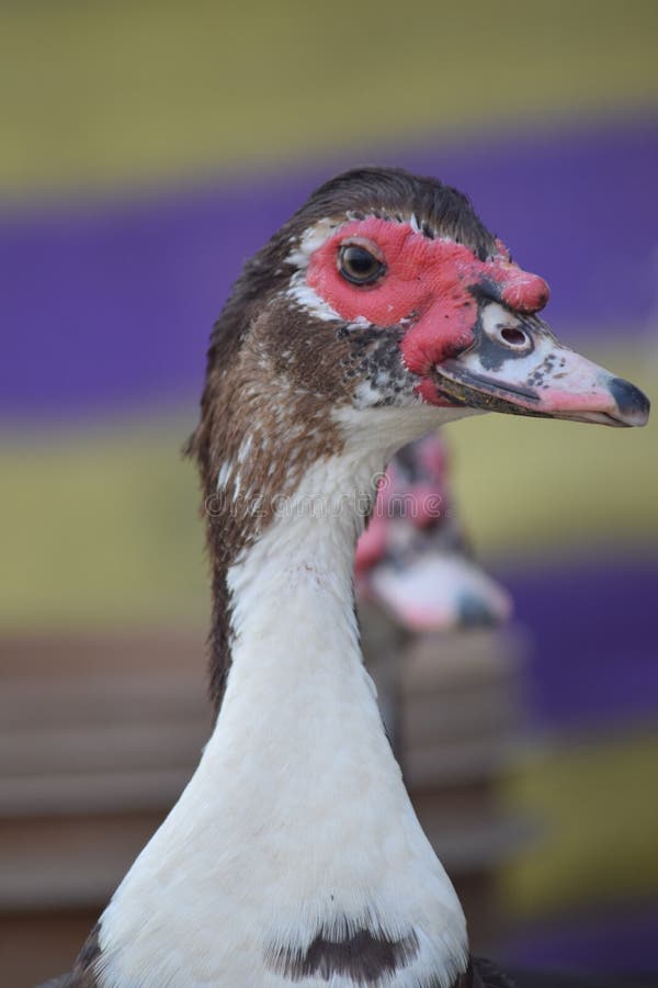 Domesticated Goose Head Closeup View with Yellow and Blue Blurred ...